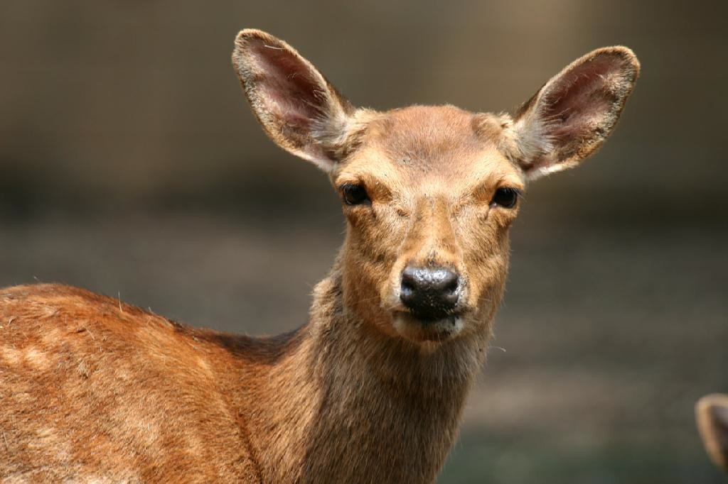 Jack, The Deer Hunter Kills Blogs and Animals